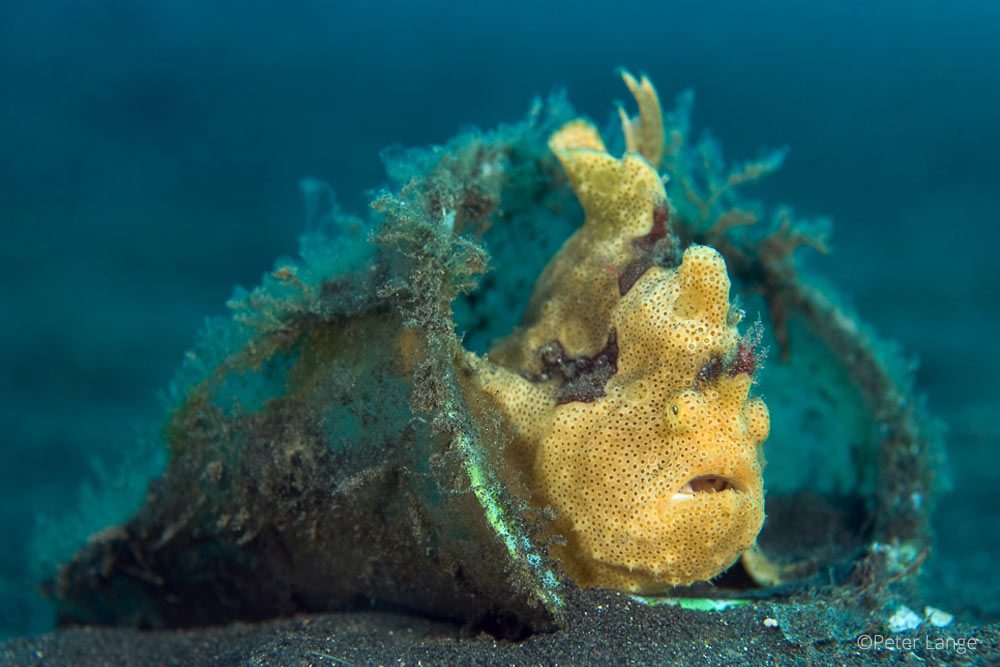 Best Dive Sites in North Sulawesi - Indonesia