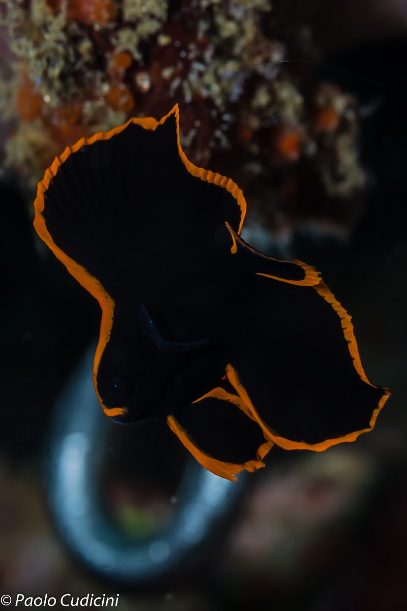 Pinnate Batfish