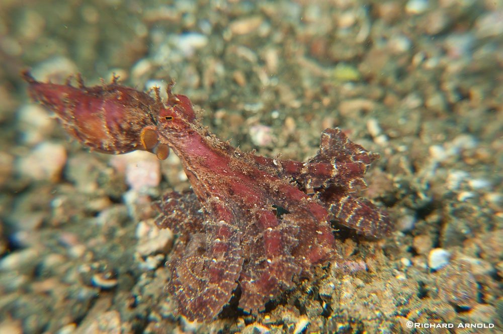 Richard-Arnold-algae-octopus - Lembeh Resort Dive Resort & Spa in ...
