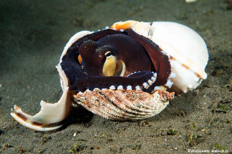 Coconut Octopus (Amphioctopus Marginatus) in Lembeh | Lembeh Resort