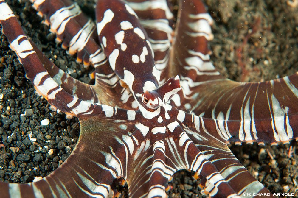 Wunderpus Octopus: Masters of Mimicry in Lembeh Strait