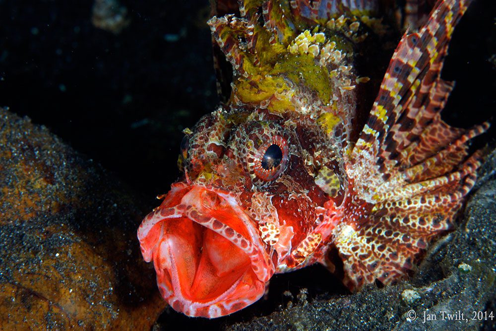 Lionfish in the Lembeh Strait, North Sulawesi
