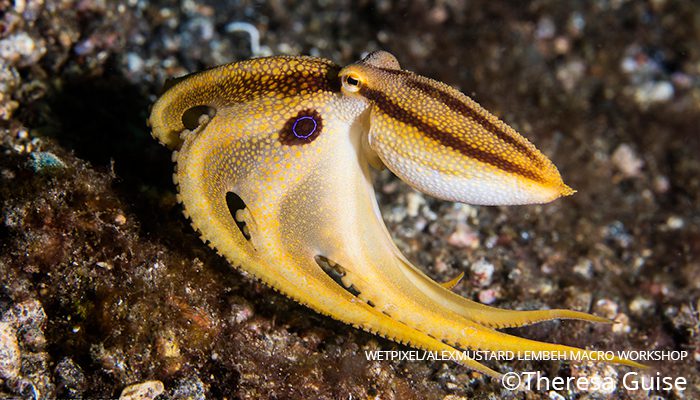 Unveiling the Unique Features of the Poison Ocellate Mototi Octopus