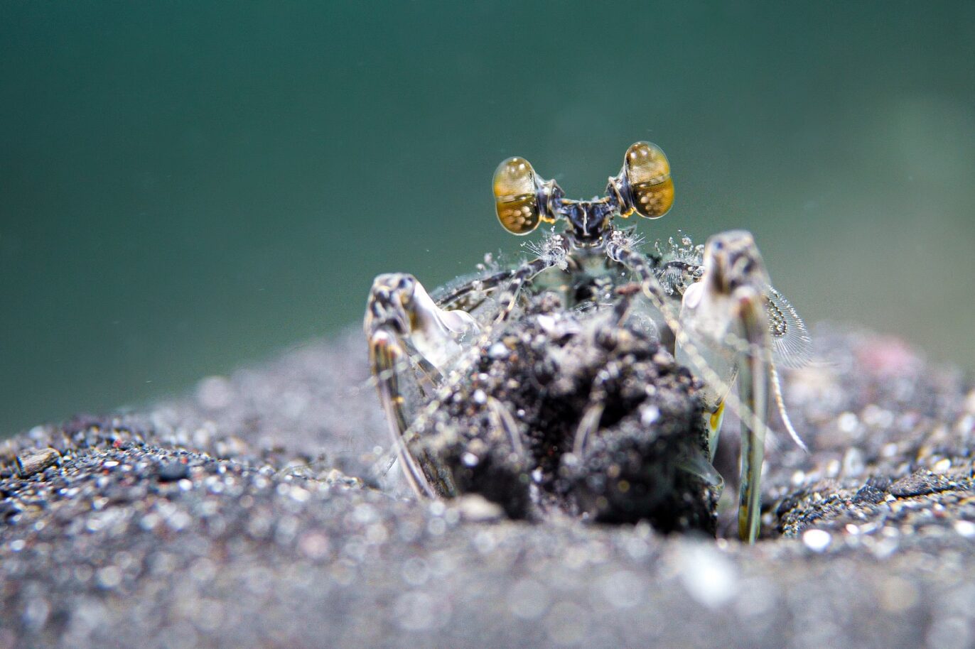 Colors and Combat: Exploring the Tiger Mantis Shrimp in Lembeh