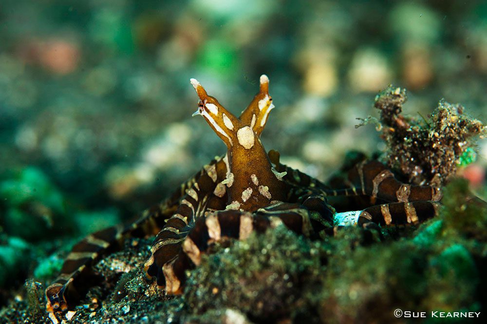 Wunderpus Octopus: Masters of Mimicry in Lembeh Strait