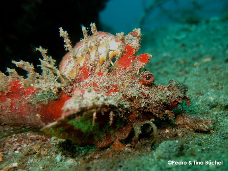 Devil Scorpionfish: Dive into the Behavior and Adaptations