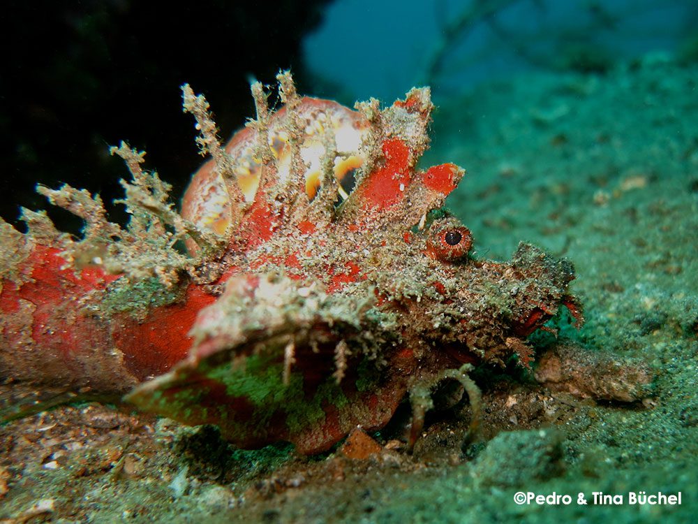 Devil Scorpionfish: Dive into the Behavior and Adaptations