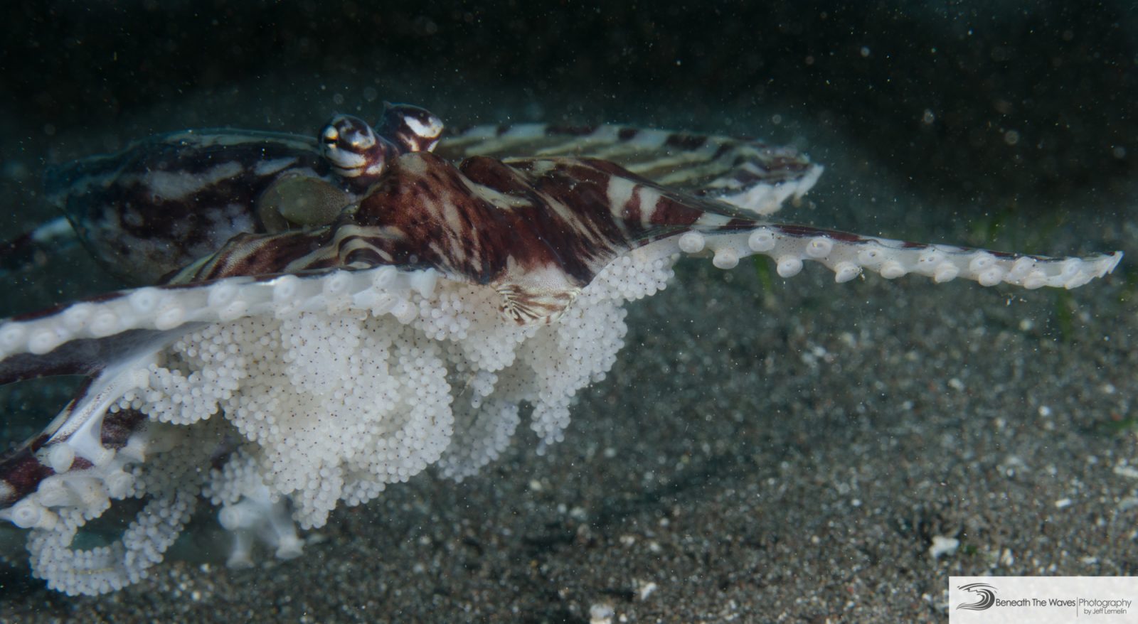 Mother Mimic Octopus - Lembeh Resort Dive Resort & Spa in Lembeh Strait ...
