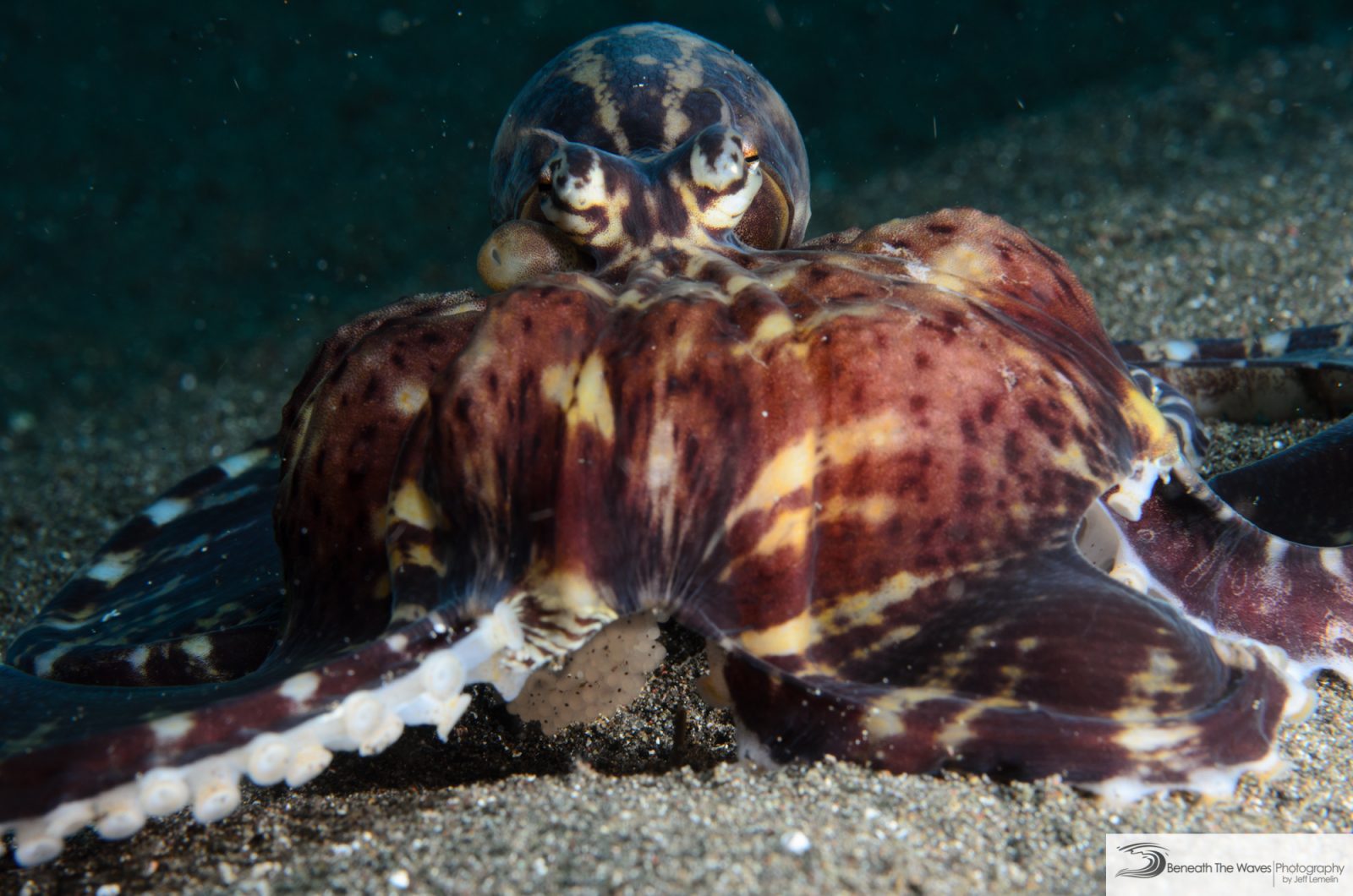 Mother Mimic Octopus - Lembeh Resort Dive Resort & Spa in Lembeh Strait ...