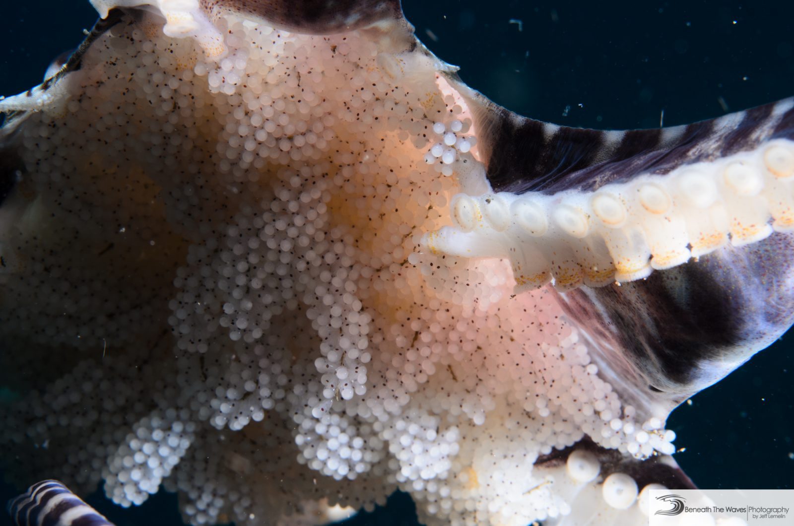 Mother Mimic Octopus - Lembeh Resort Dive Resort & Spa in Lembeh Strait ...