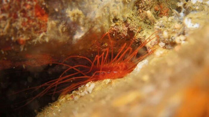 Exploring the Electric Clams in the Lembeh Strait