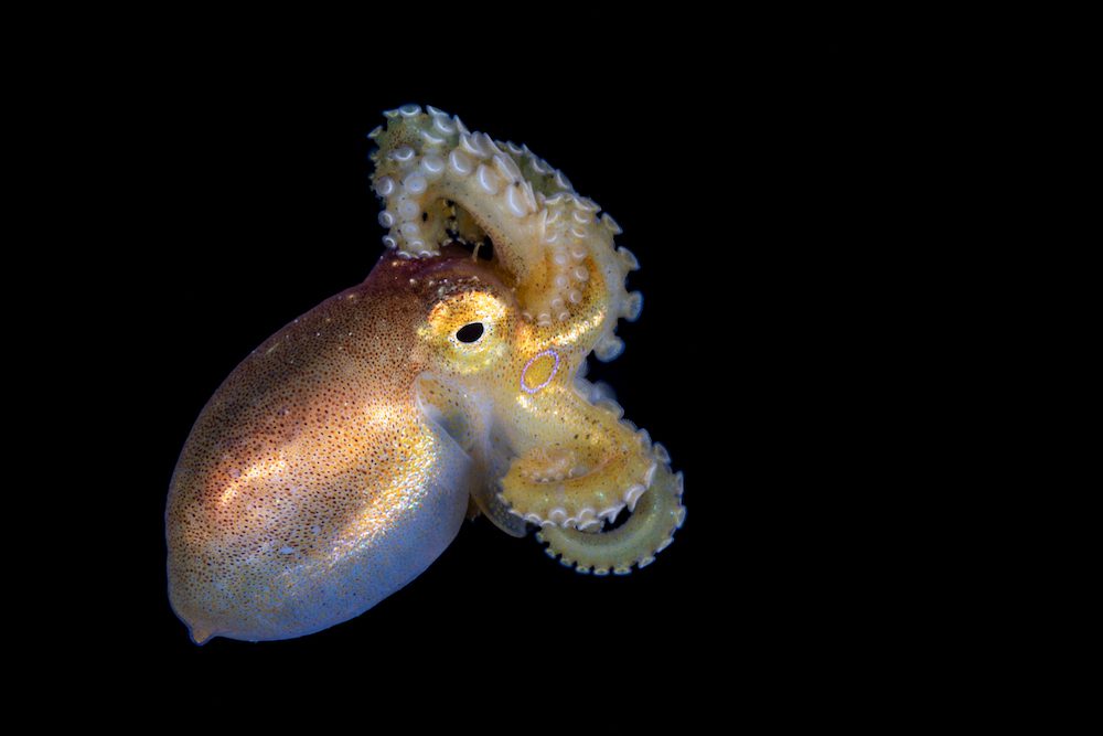 Unveiling the Unique Features of the Poison Ocellate Mototi Octopus