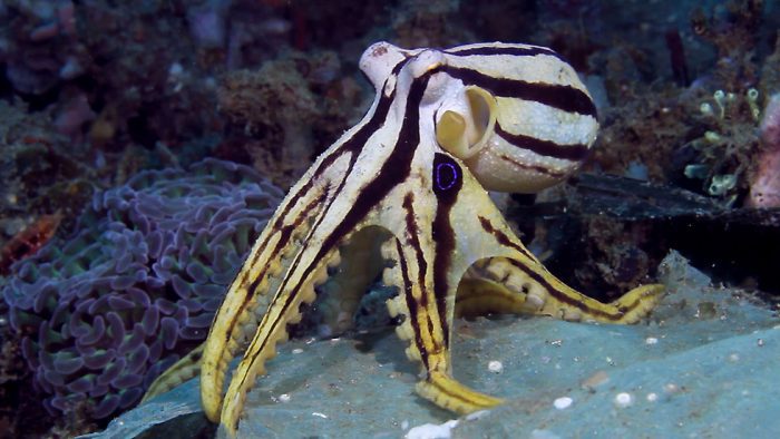 Unveiling the Unique Features of the Poison Ocellate Mototi Octopus