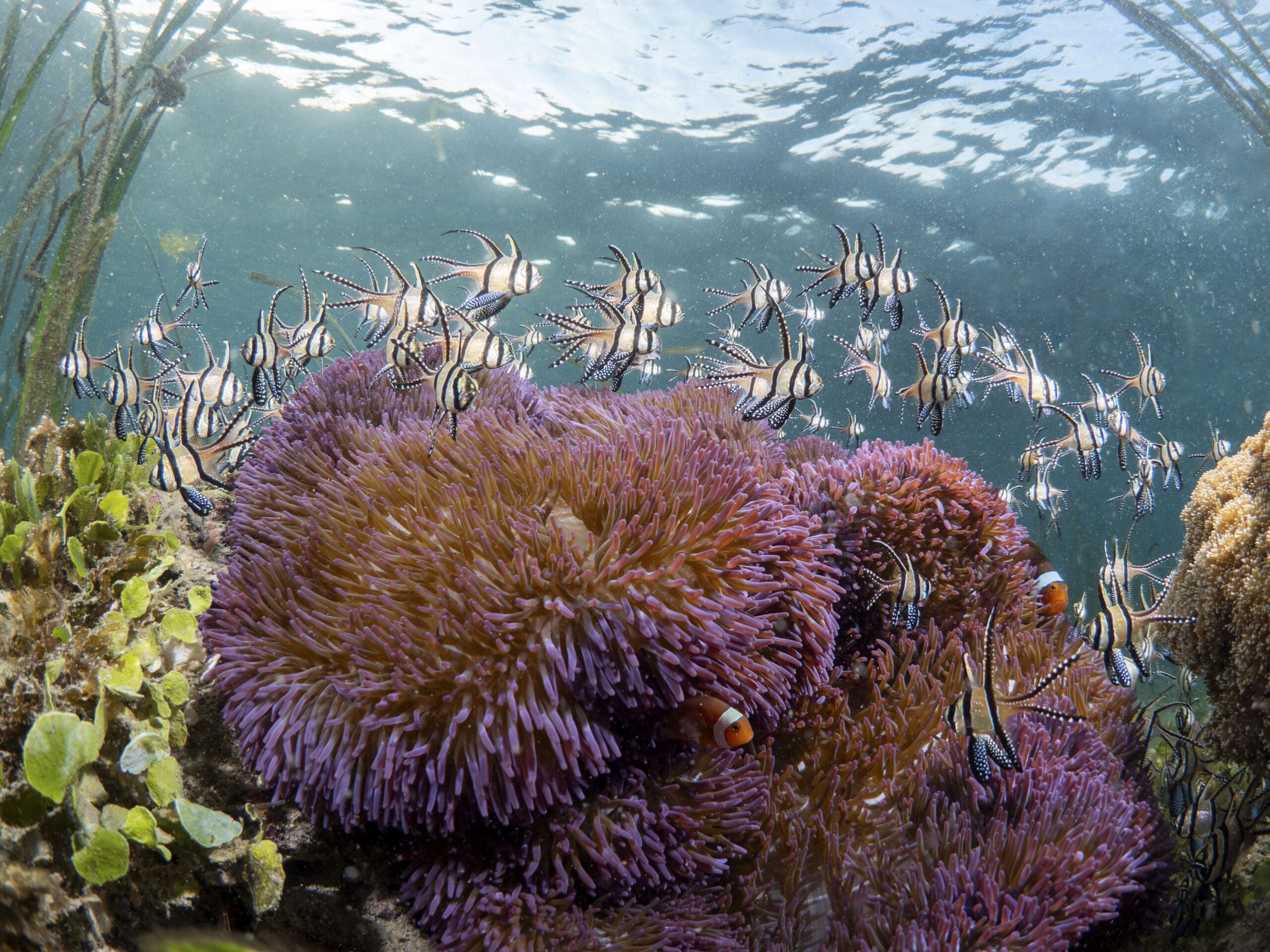 Sea Anemone Facts: All You Need to Know About Sea Anemones