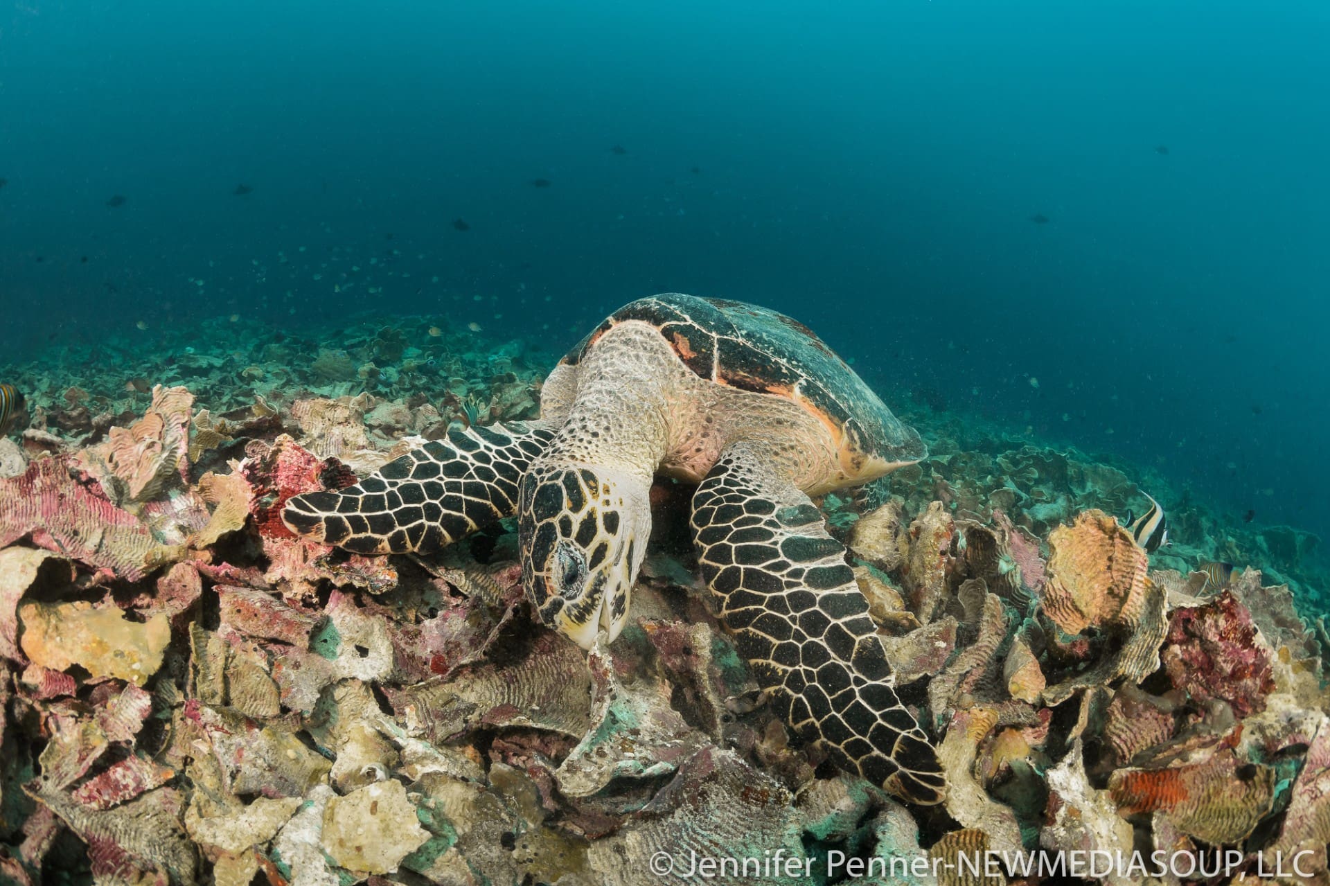 The Importance of Sea Turtles in North Sulawesi