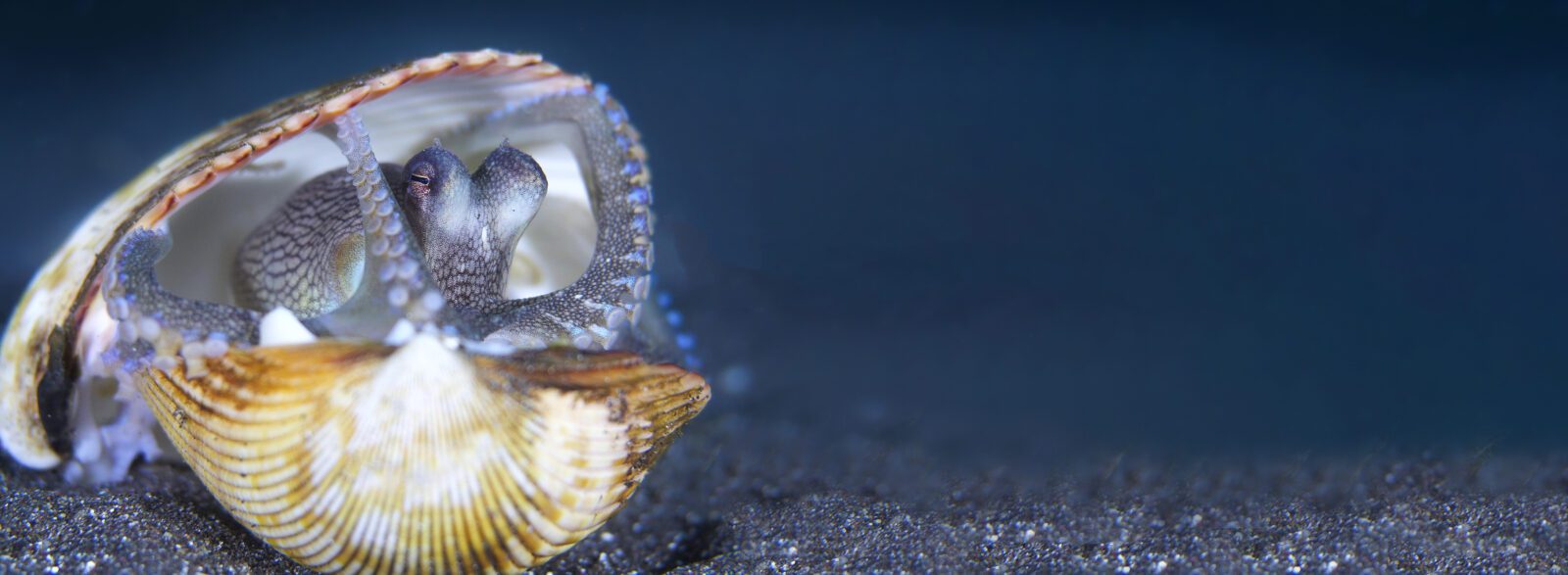 All About The Bobbit Worms: History, Hunting, Mating, & More