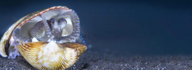 All About The Bobbit Worms: History, Hunting, Mating, & More