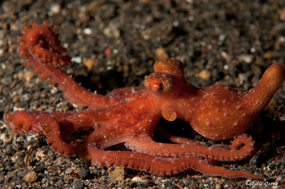 Cephalopods and Diving in Lembeh - Lembeh Dive Resort